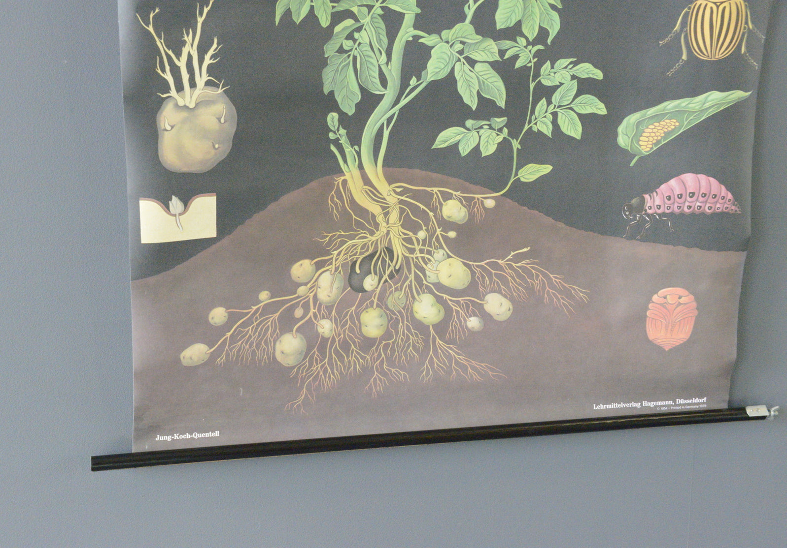 Wall Chart Of The Potato Plant By Jung Koch Quentell – Otto's Antiques