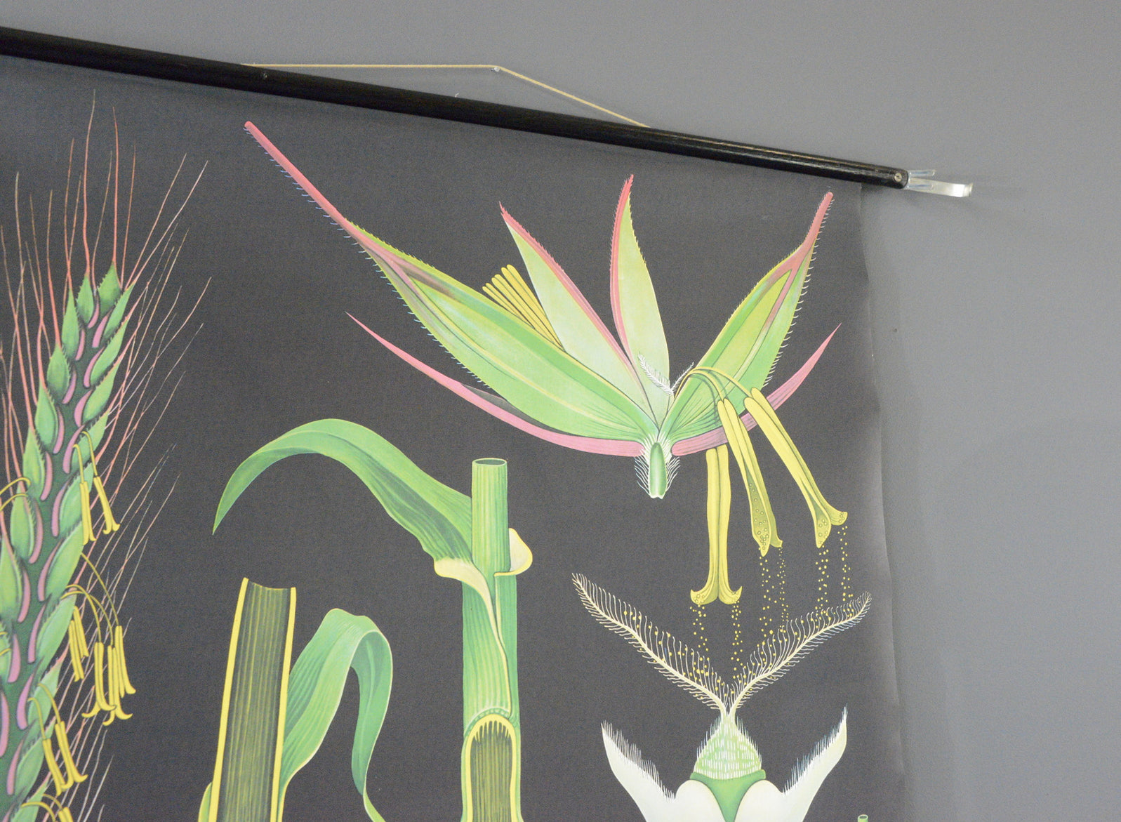 Botanical Wall Chart Rye By Jung Koch Quentell – Otto's Antiques