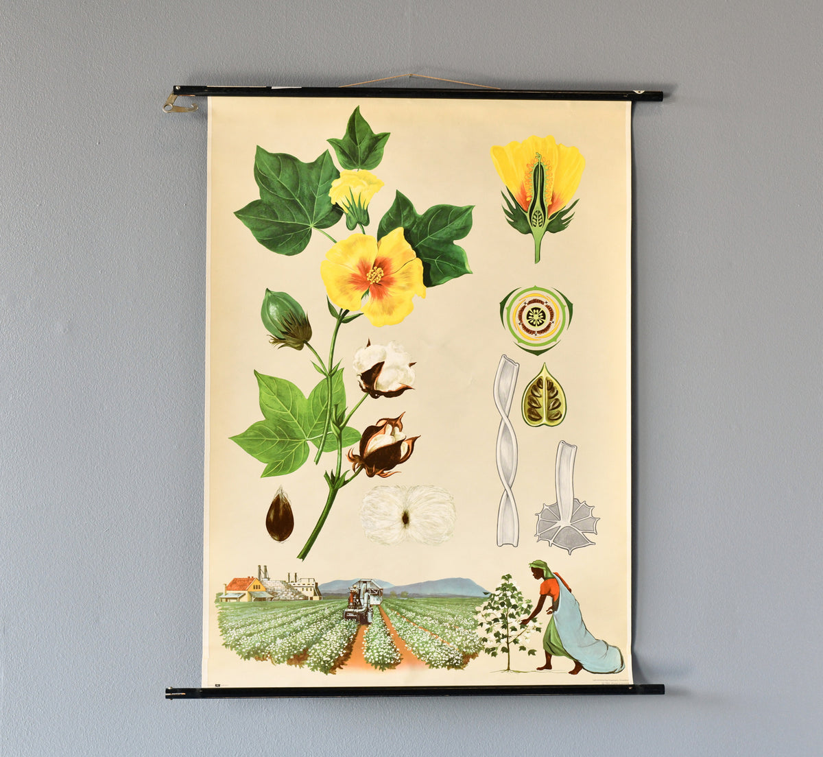 Botanical Wall Chart By Jung Koch Quentell Cotton – Otto's Antiques