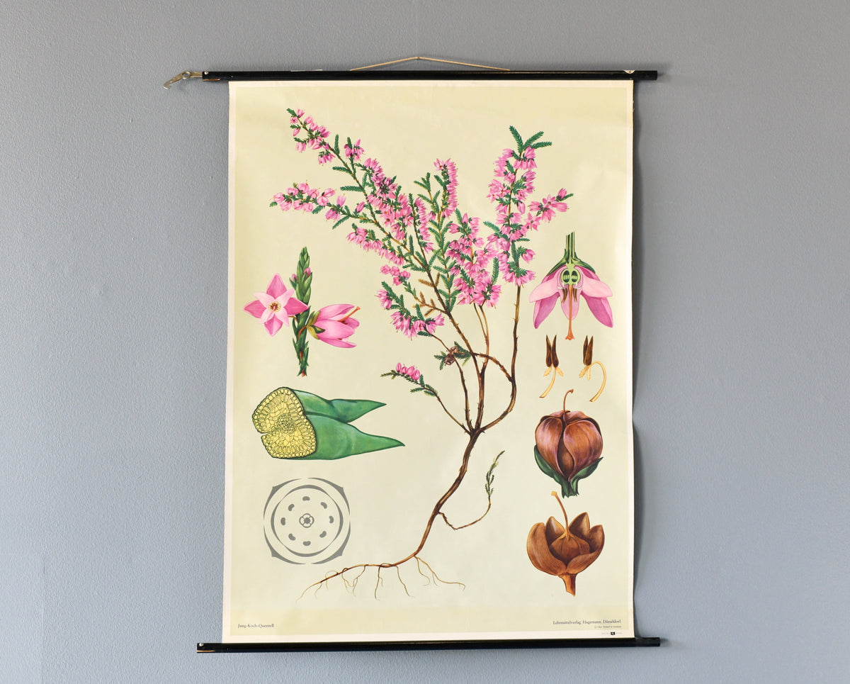 Botanical Wall Chart By Jung Koch Quentell – Otto's Antiques