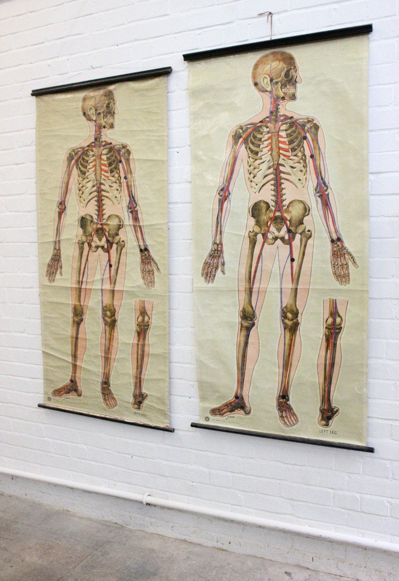 St Johns Ambulance Anatomical Chart Of The Human Skeleton Circa 1930's ...
