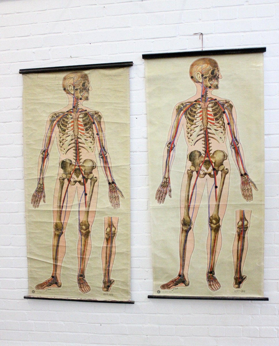 St Johns Ambulance Anatomical Chart Of The Human Skeleton Circa 1930's ...