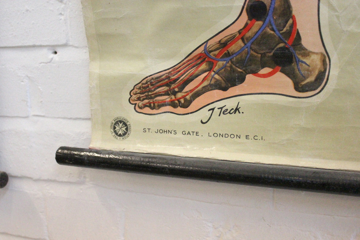 St Johns Ambulance Anatomical Chart Of The Human Skeleton Circa 1930's ...